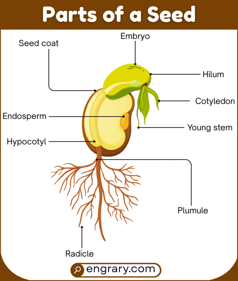Parts of a Seed: Names, Functions, and Labeled Diagram • Engrary