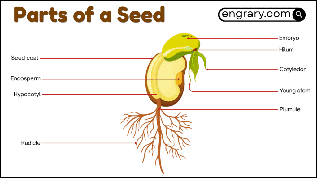 Parts of a Seed: Names, Functions, and Labeled Diagram • Engrary