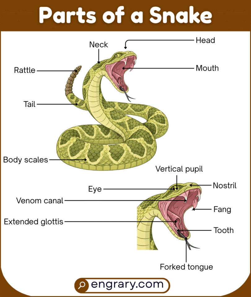Parts of a Snake: Names, Functions and Labeled Diagram • Engrary