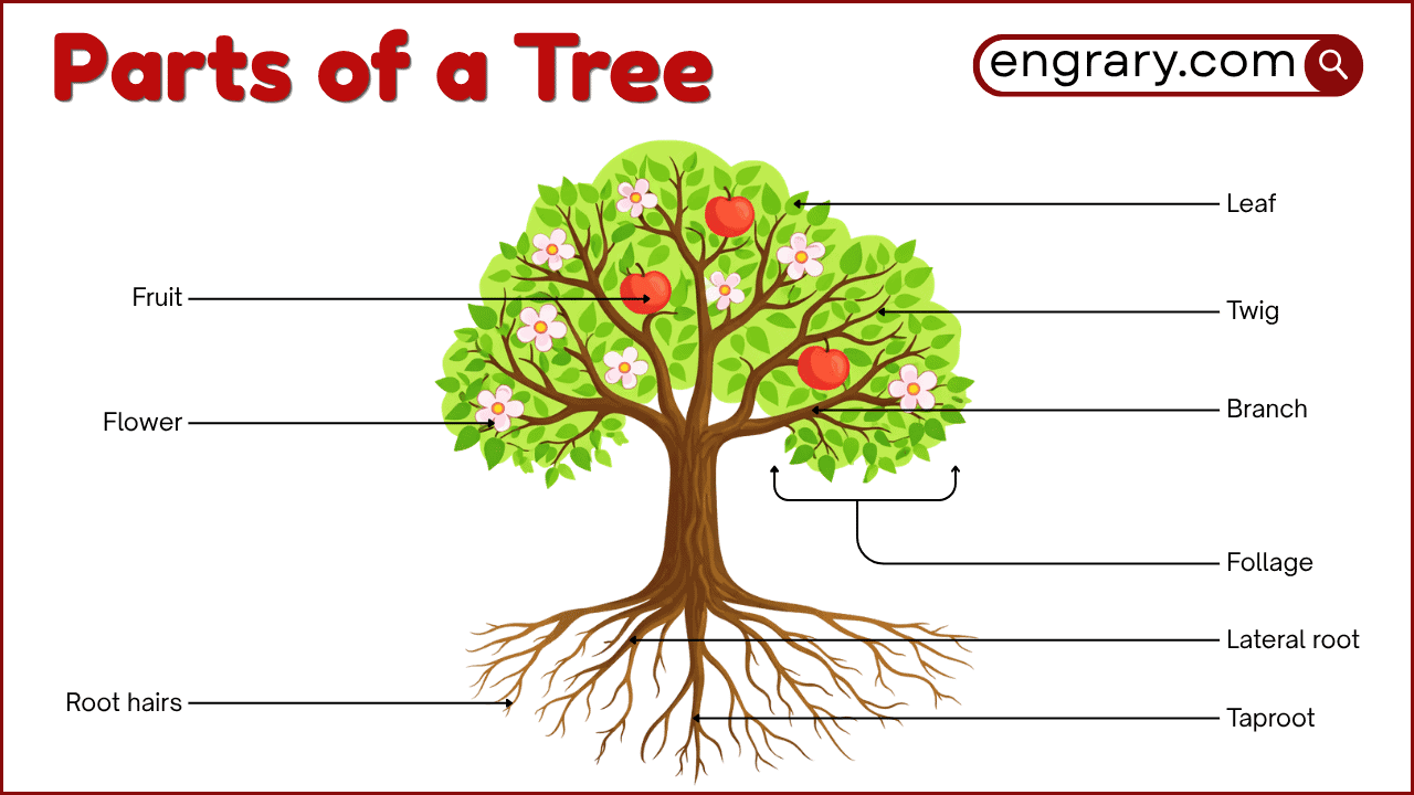 Parts of a Tree: Names, Functions, and Labeled Diagram • Engrary